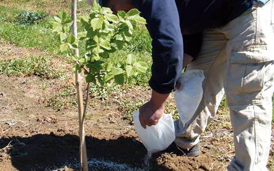 Curso online de Abonado del Suelo en Fruticultura | Lecciona Chile